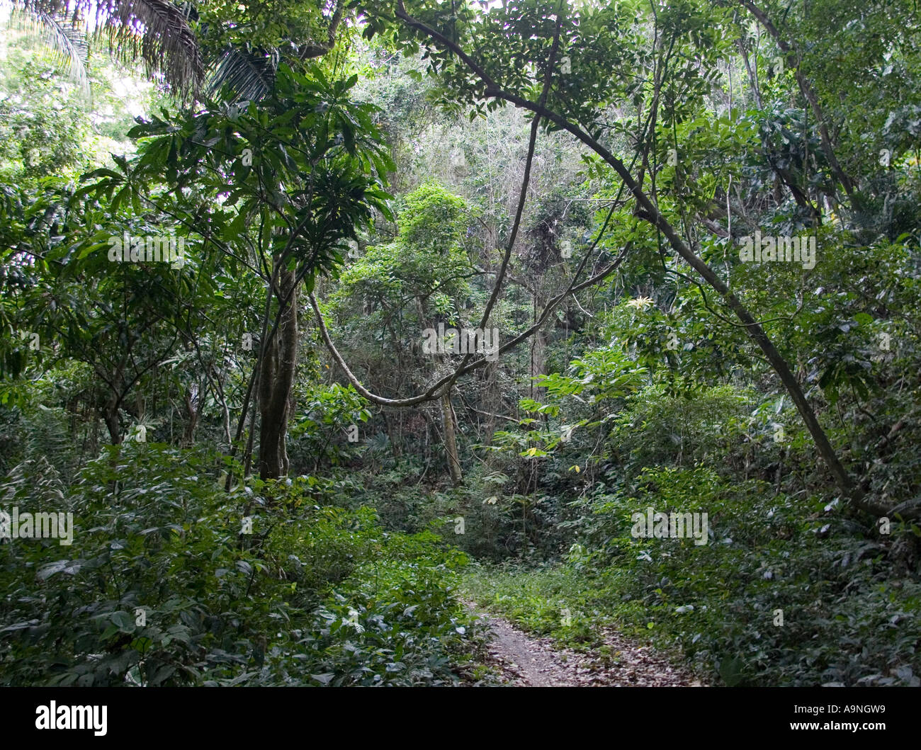 Panama rain forest Stock Photo - Alamy