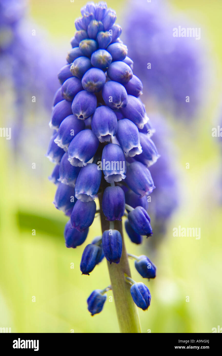 Muscari grape hyacinth Stock Photo - Alamy