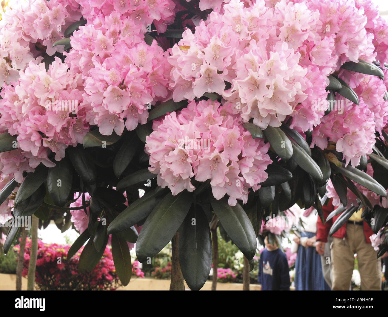 Bundesgartenschau Garden Show exhibition in Munich Germany Europe Stock ...