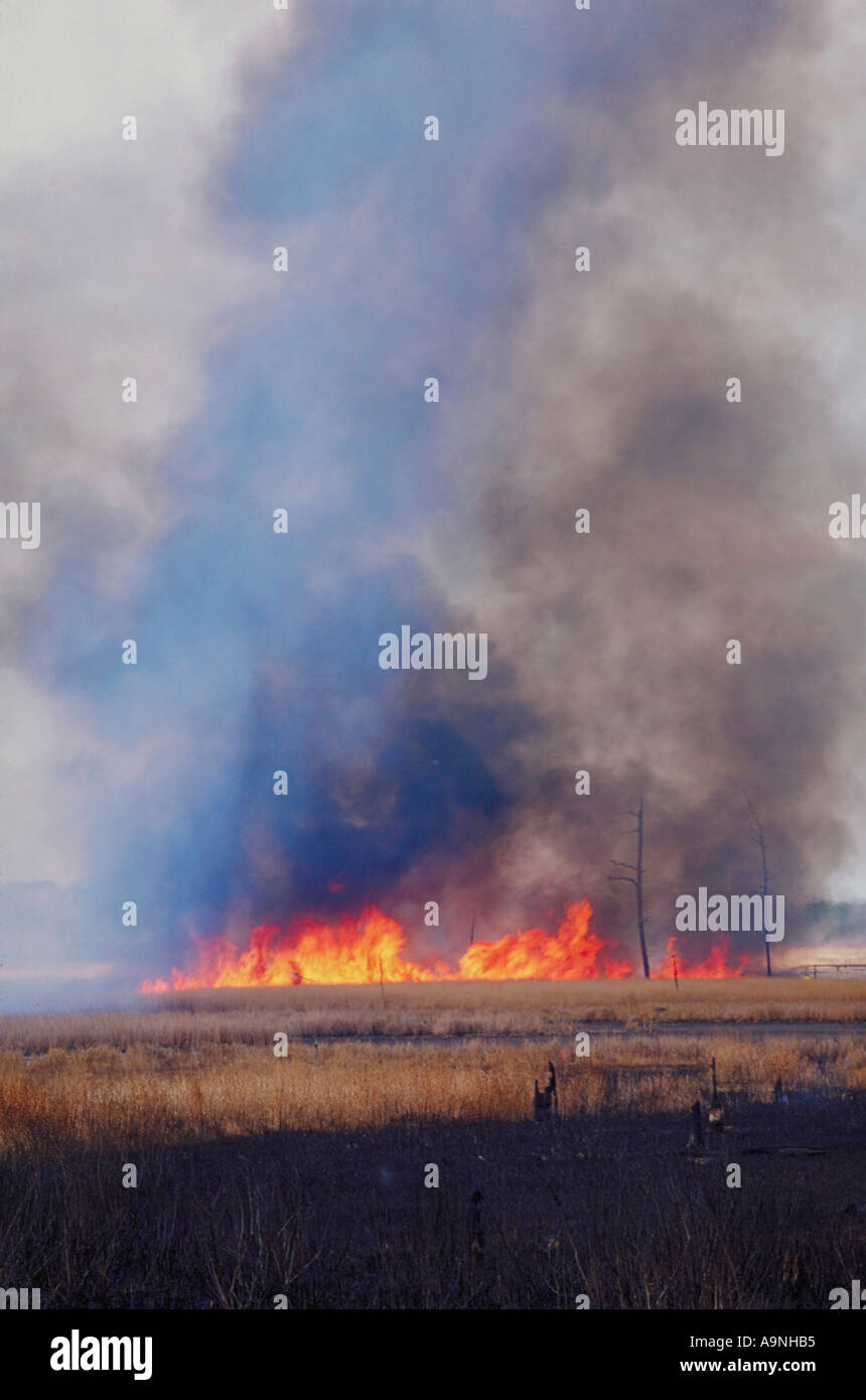 Grass fire habitat management by controlled burning of marshlands ...