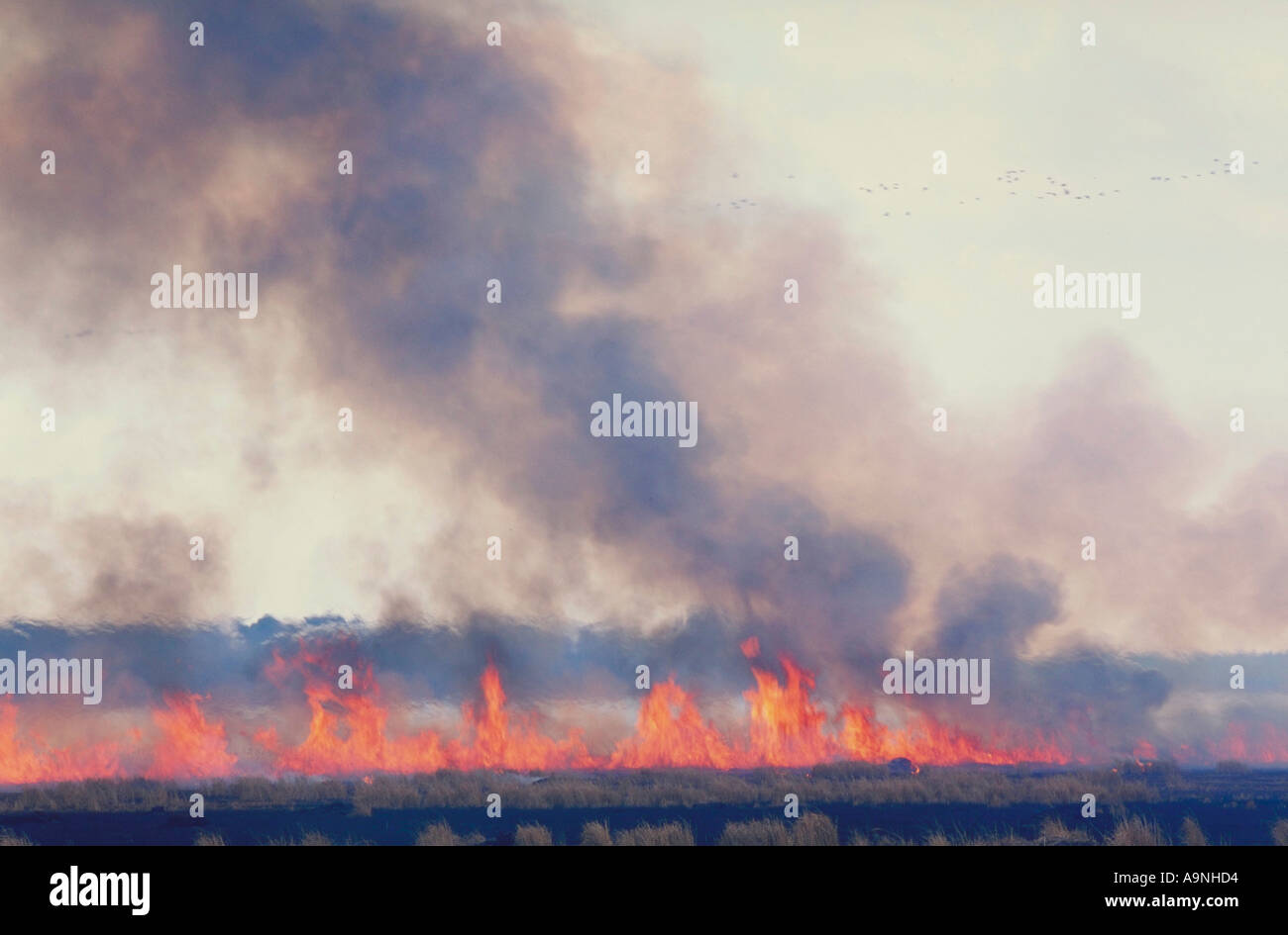 Grass fire habitat management by controlled burning of marshlands ...