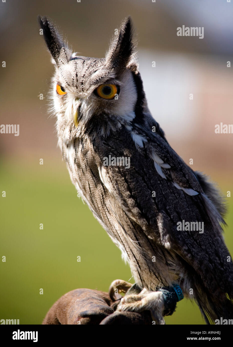 White Faced Scops Owl Stock Photo - Alamy