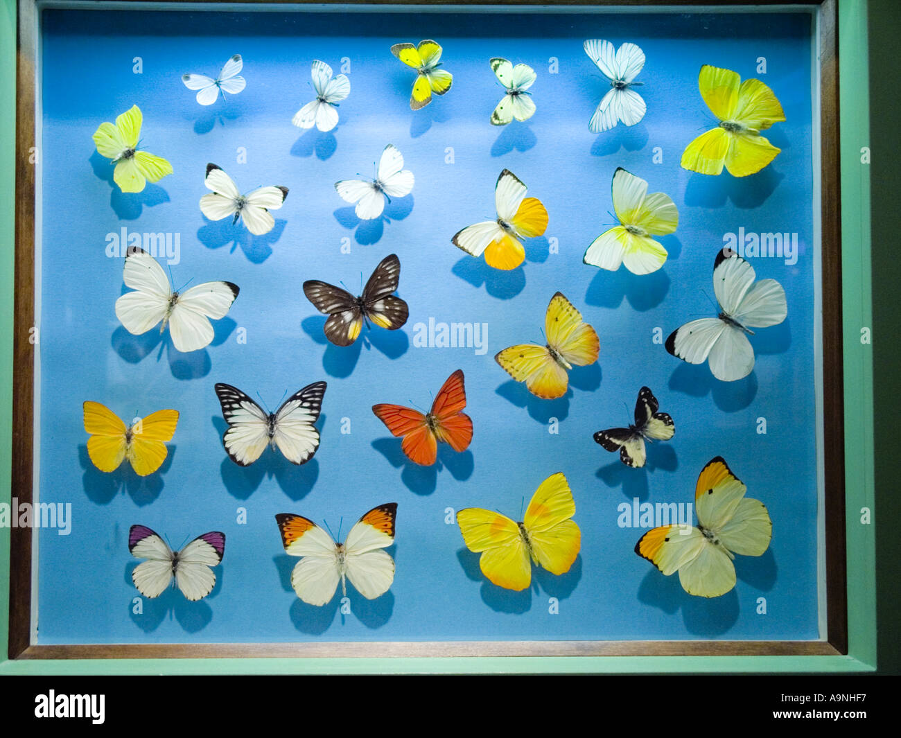 Butterfly butterflies insect animal biology Stock Photo - Alamy