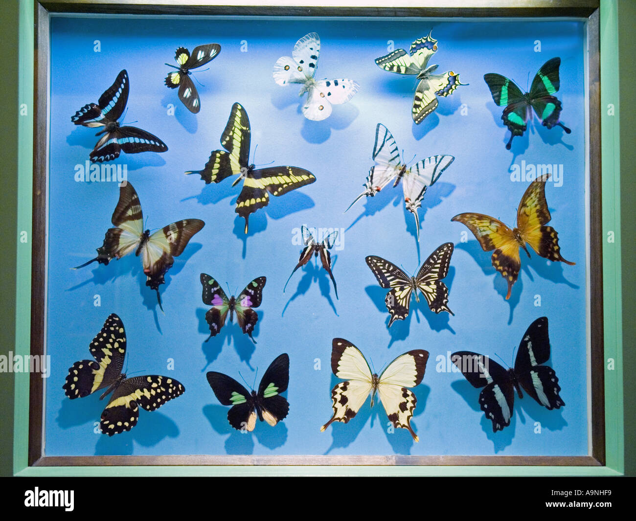 Butterfly butterflies insect animal biology Stock Photo - Alamy