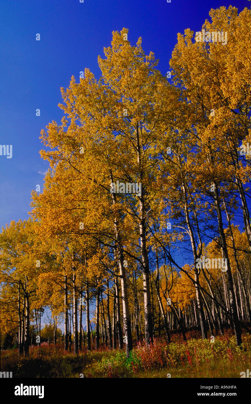 Fall colors golden aspen foliage in Banff National Park Alberta Canada ...