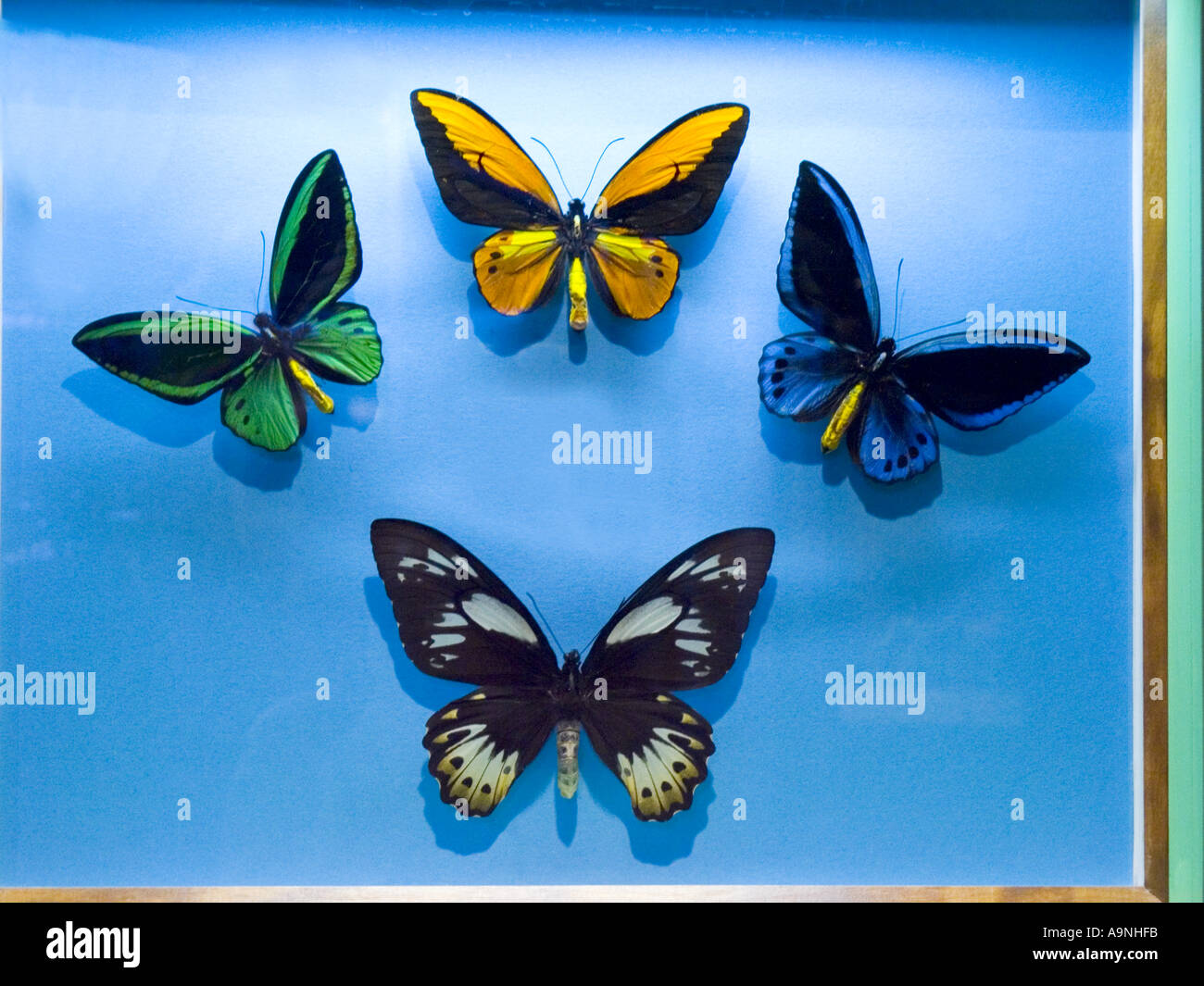 Butterfly butterflies insect animal biology Stock Photo - Alamy