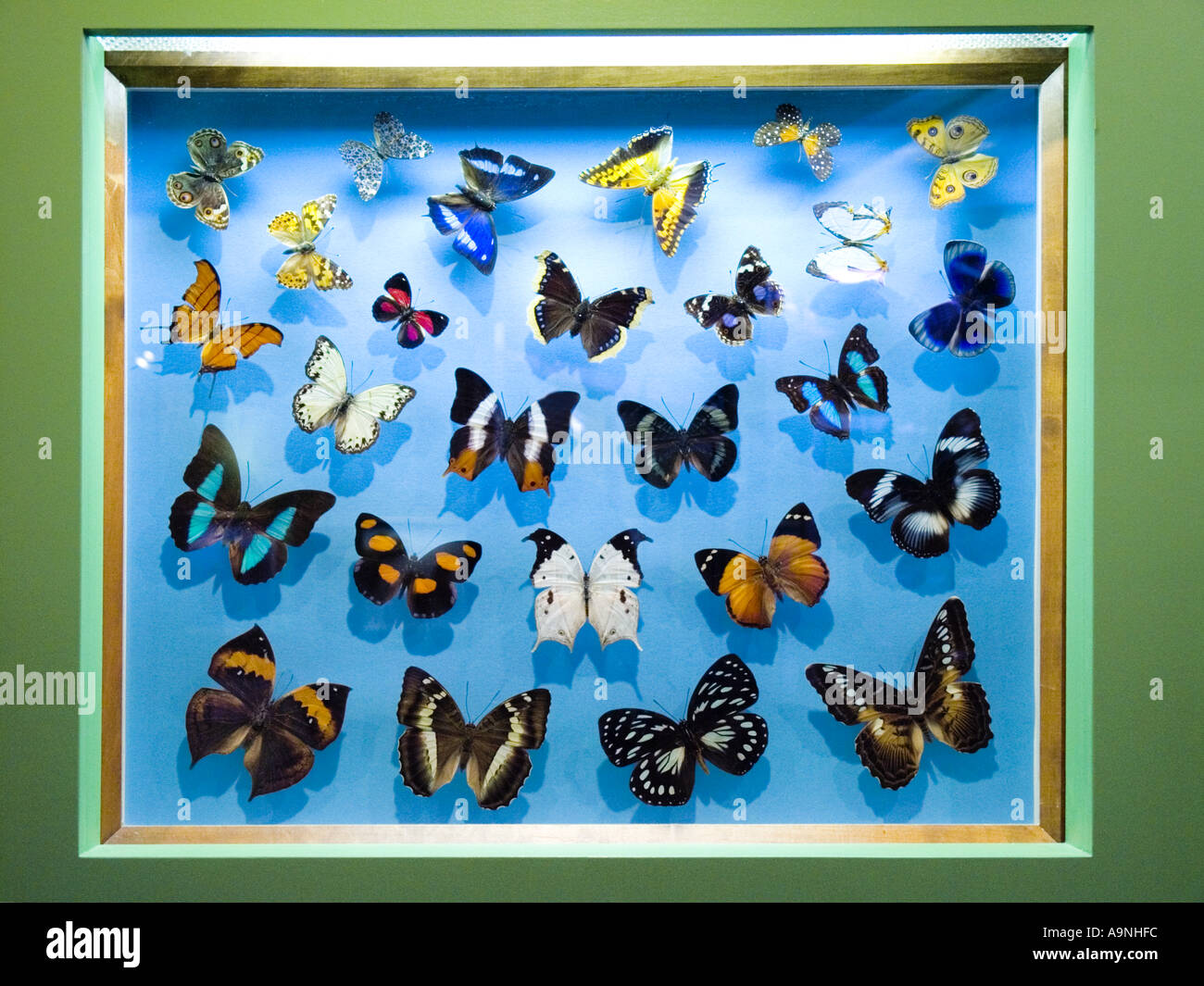 Butterfly butterflies insect animal biology Stock Photo - Alamy