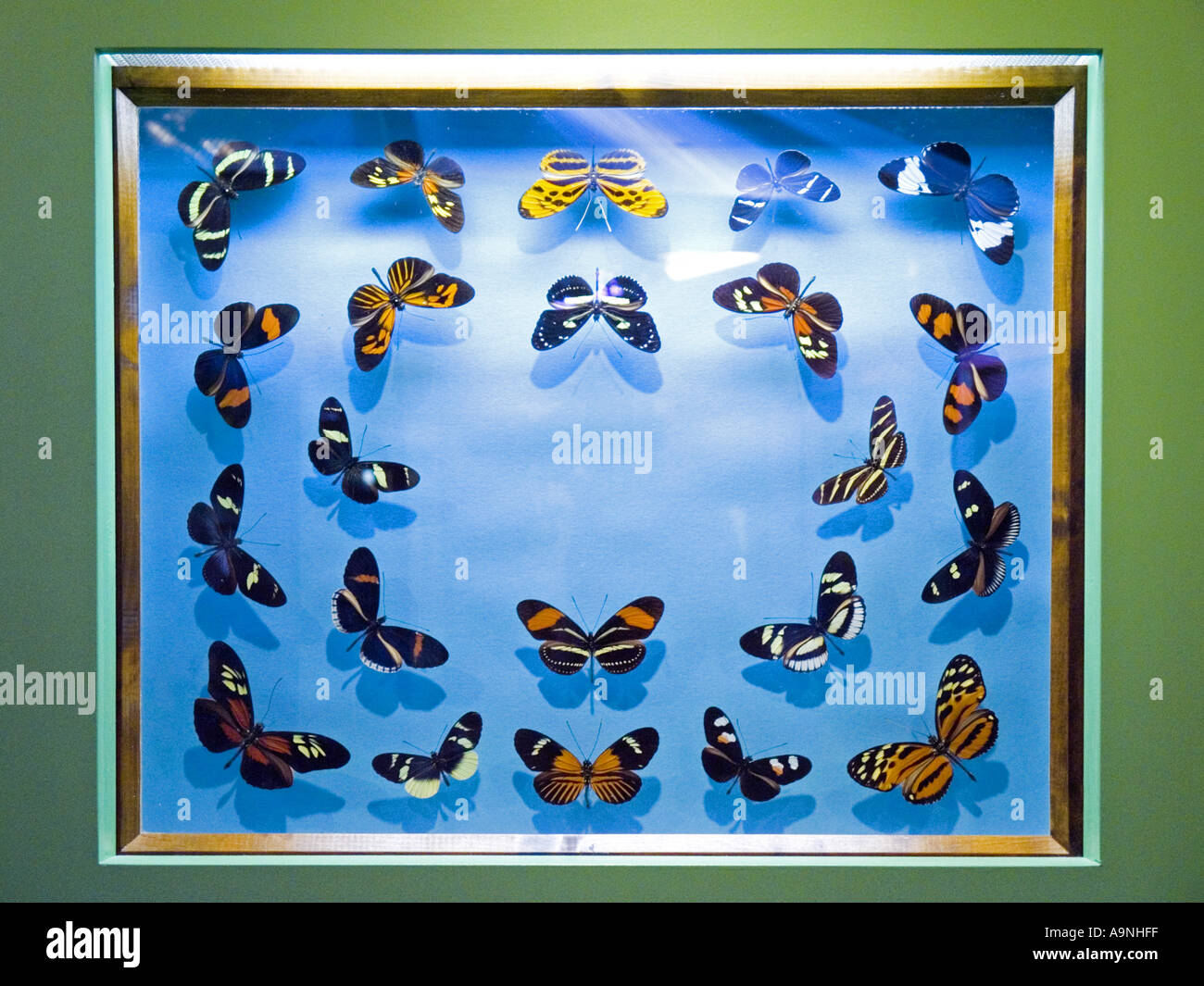 Butterfly butterflies insect animal biology Stock Photo - Alamy