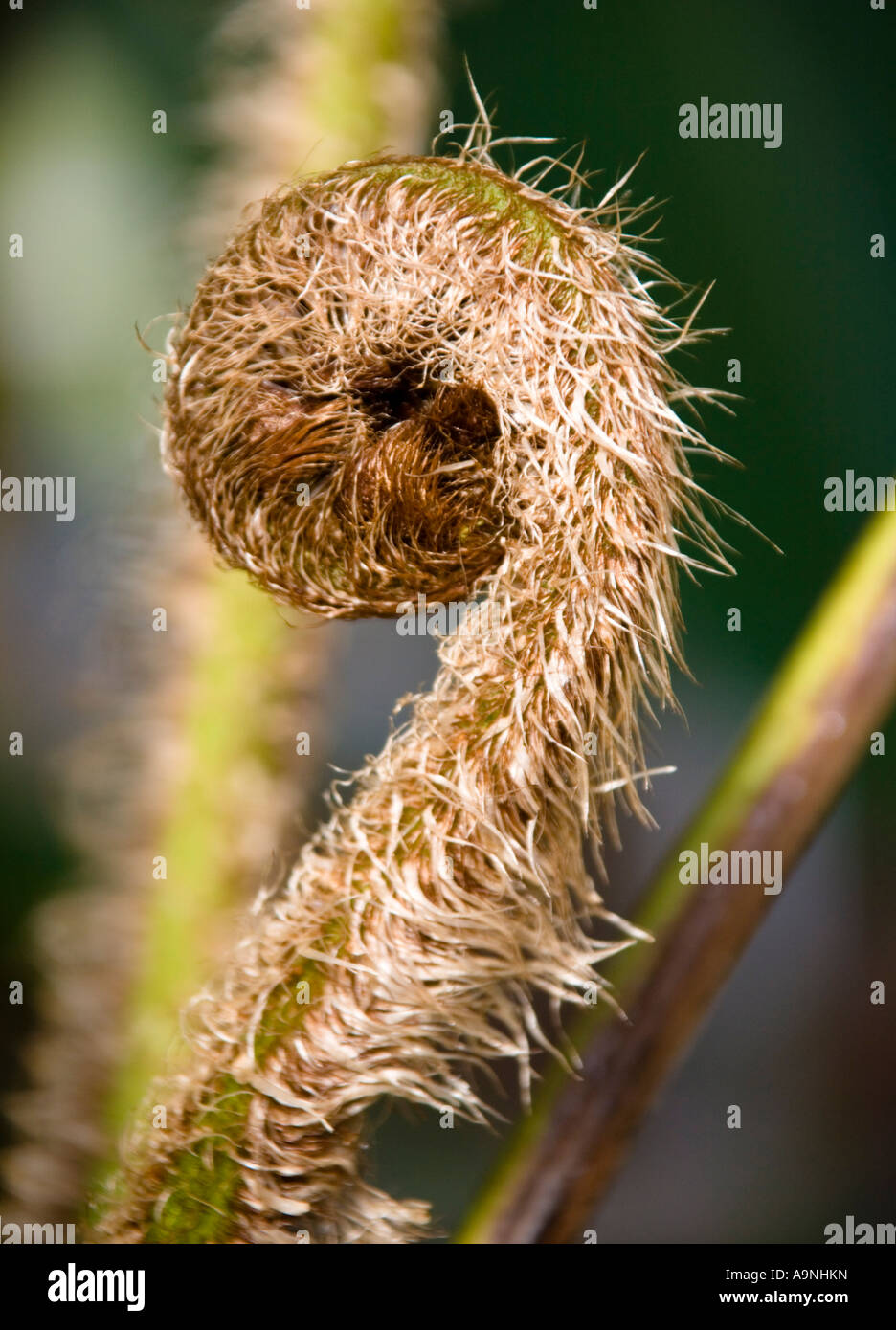 Tree fern frond Stock Photo - Alamy