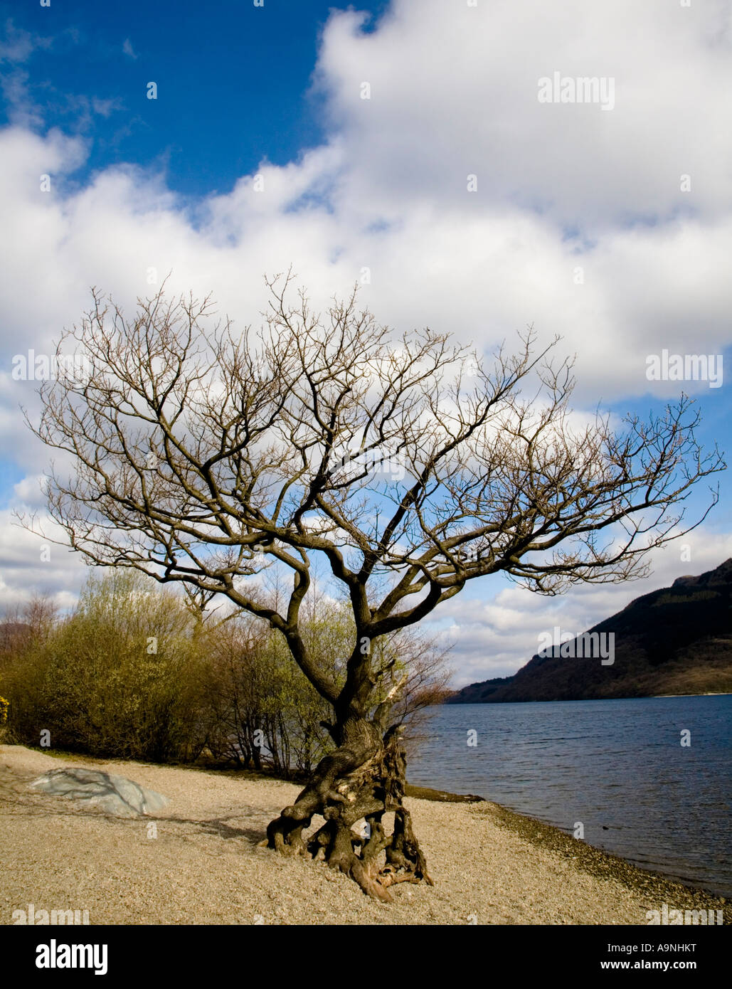 A lone tree on the shore of Loch Lomond Stock Photo - Alamy