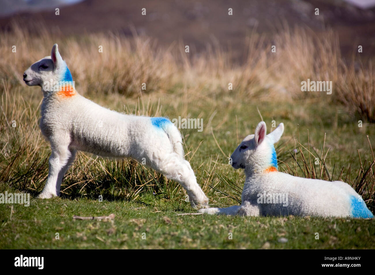 Pair of Spring Lambs with orange and blue markings Stock Photo - Alamy