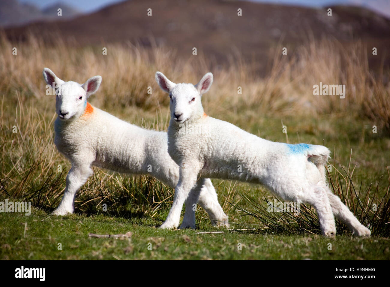 A pair of Spring Lambs with orange and blue markings Stock Photo - Alamy