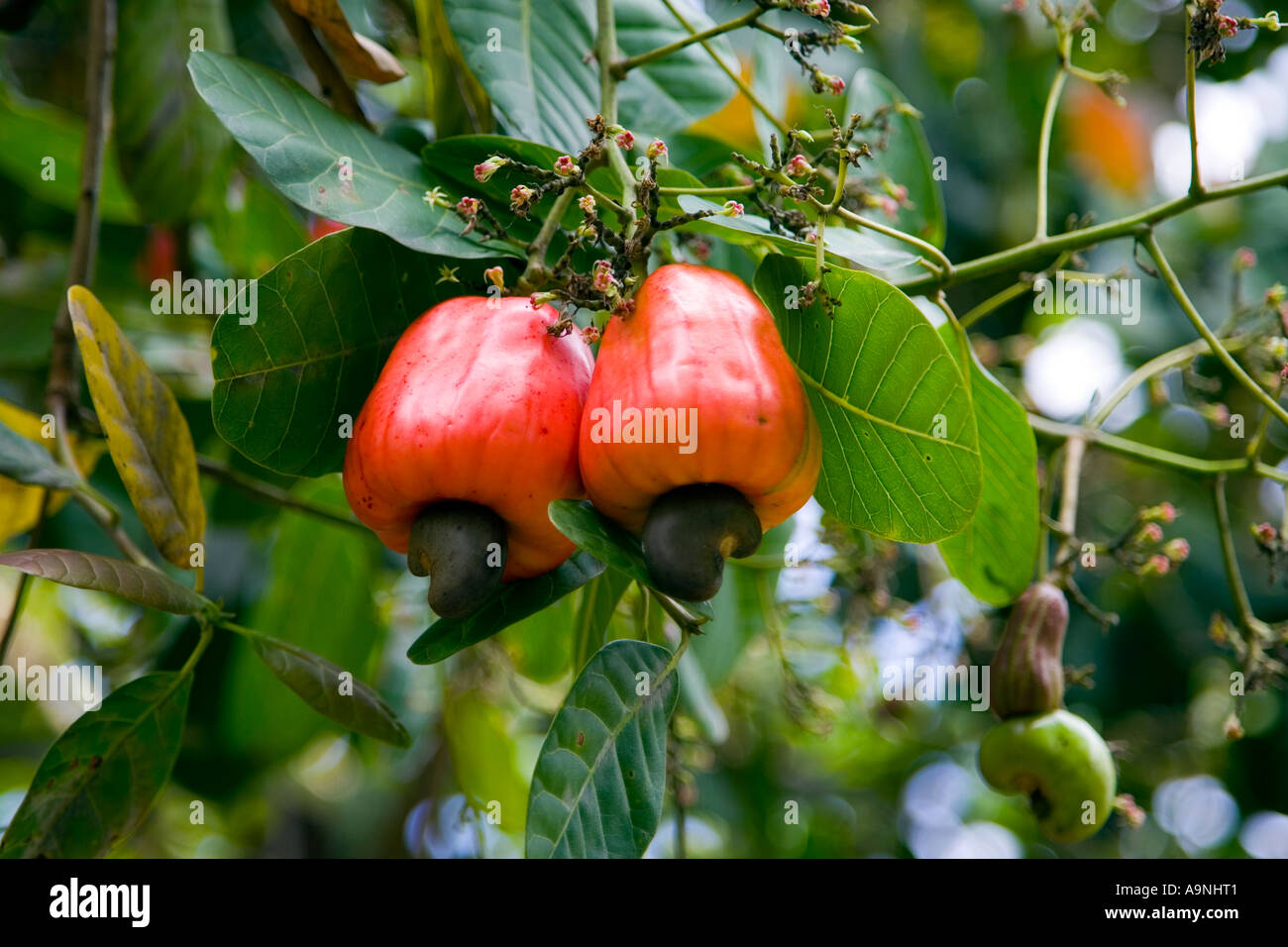 Cashew nut trees hi-res stock photography and images - Alamy