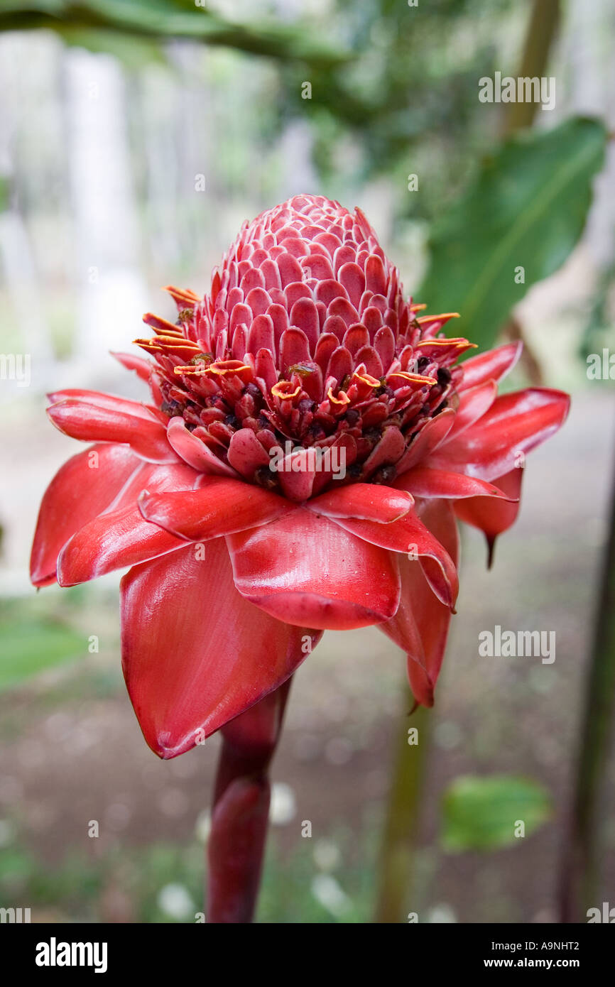 Tropial hi-res stock photography and images - Alamy