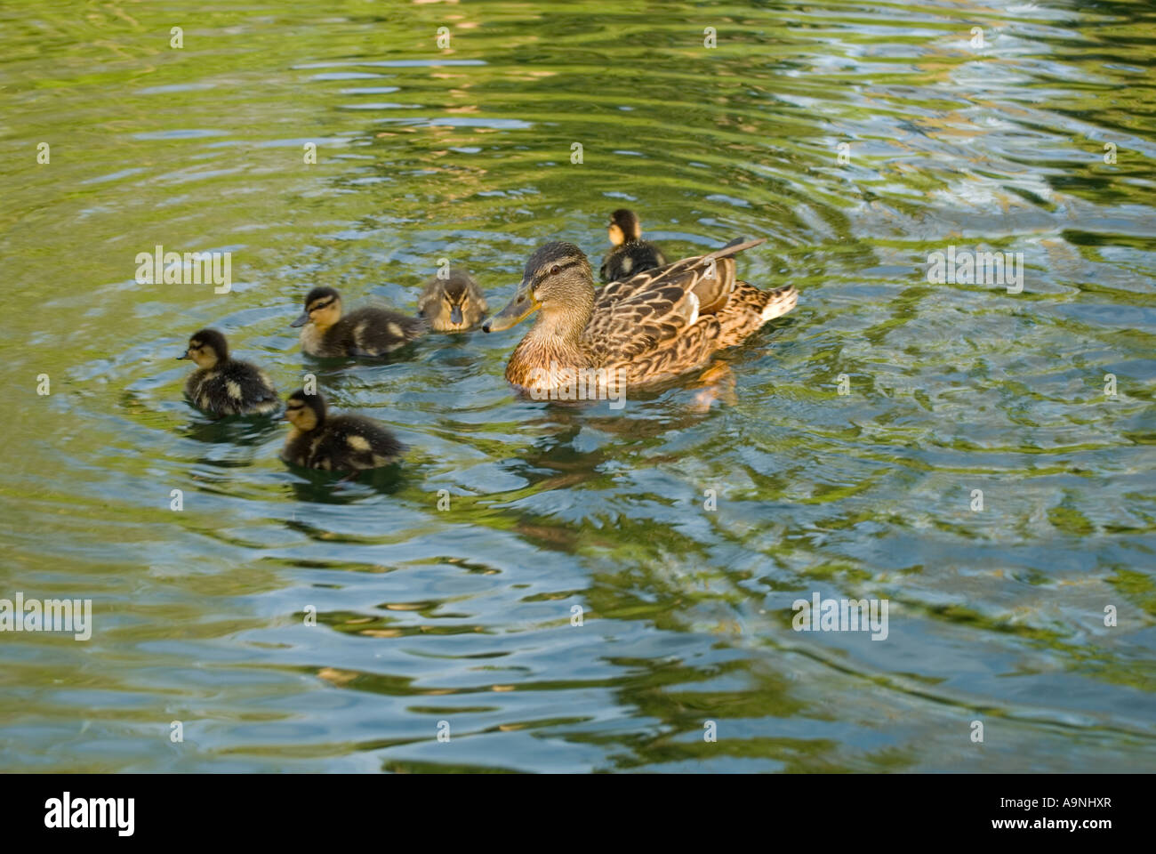 Mallard duck and ducklings Stock Photo - Alamy