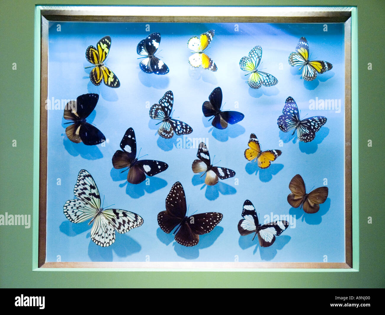 Butterfly butterflies insect animal biology Stock Photo - Alamy