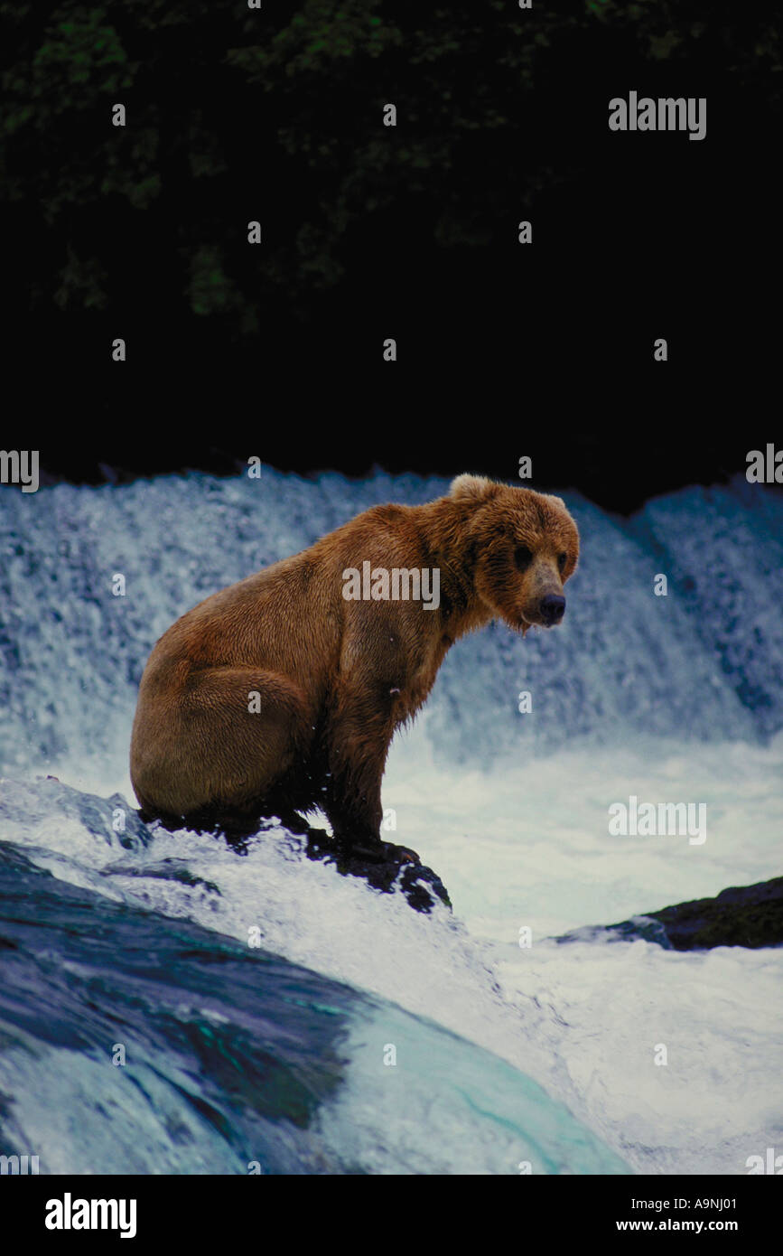 Sitting patiently Brown Bear Ursus arctos at Brooks Falls in Katmai ...
