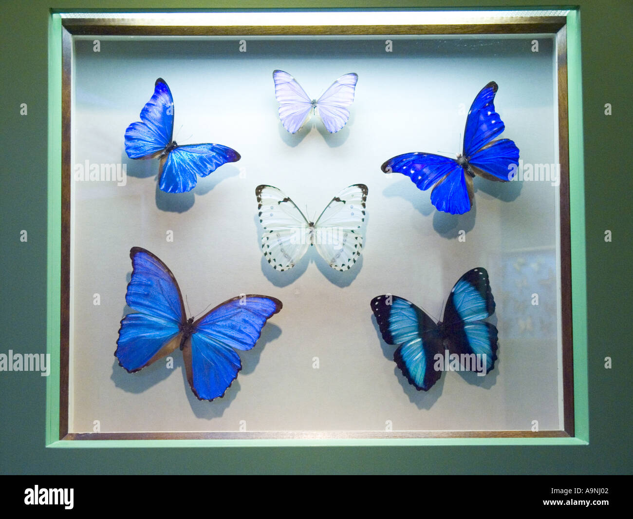 Butterfly butterflies insect animal biology Stock Photo - Alamy