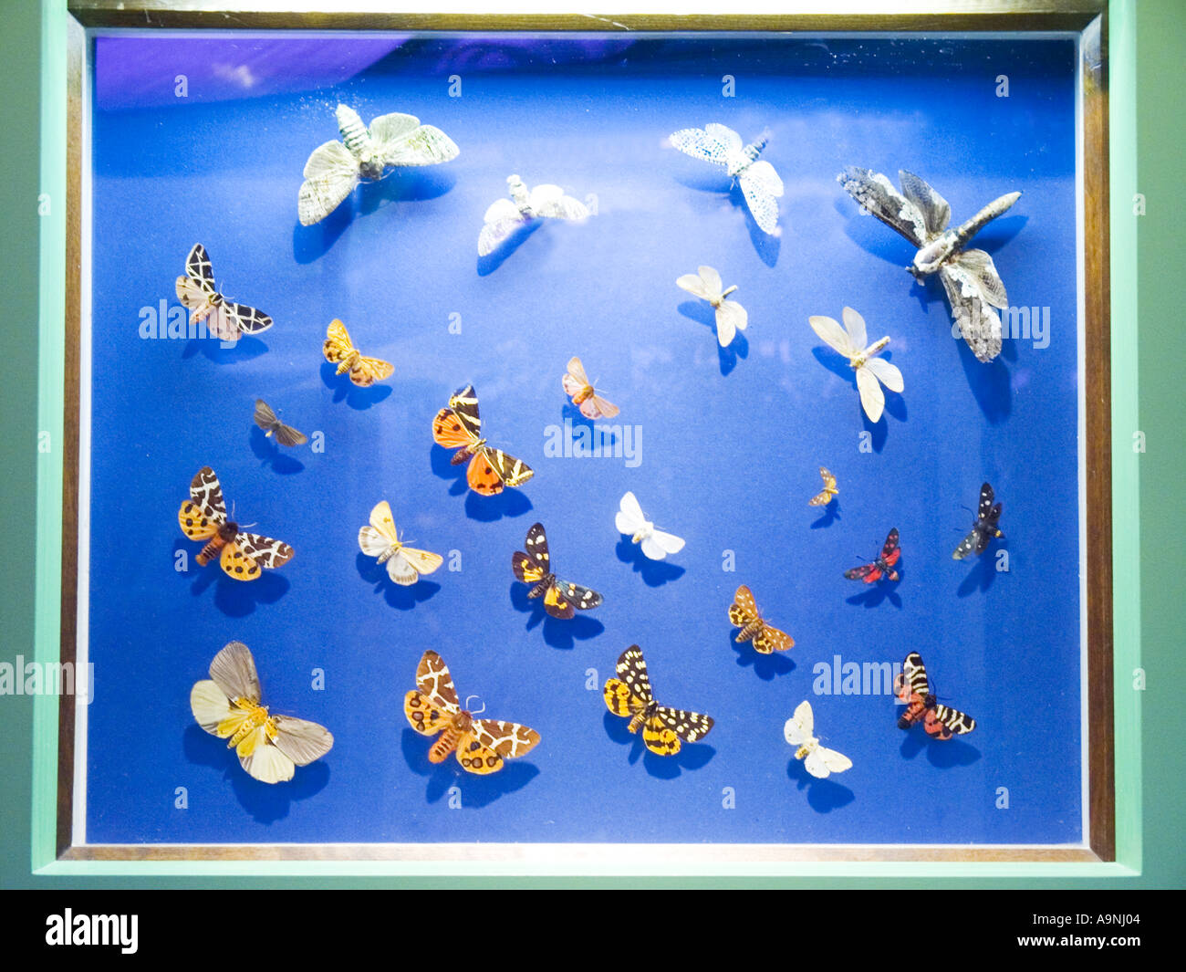 Butterfly butterflies insect animal biology Stock Photo - Alamy
