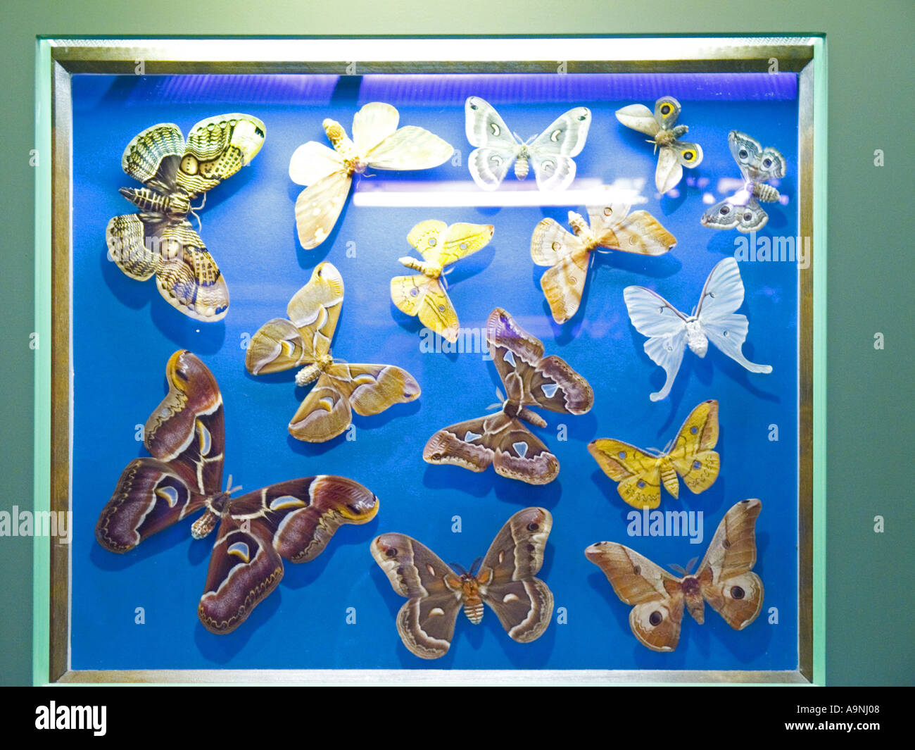 Butterfly butterflies insect animal biology Stock Photo - Alamy