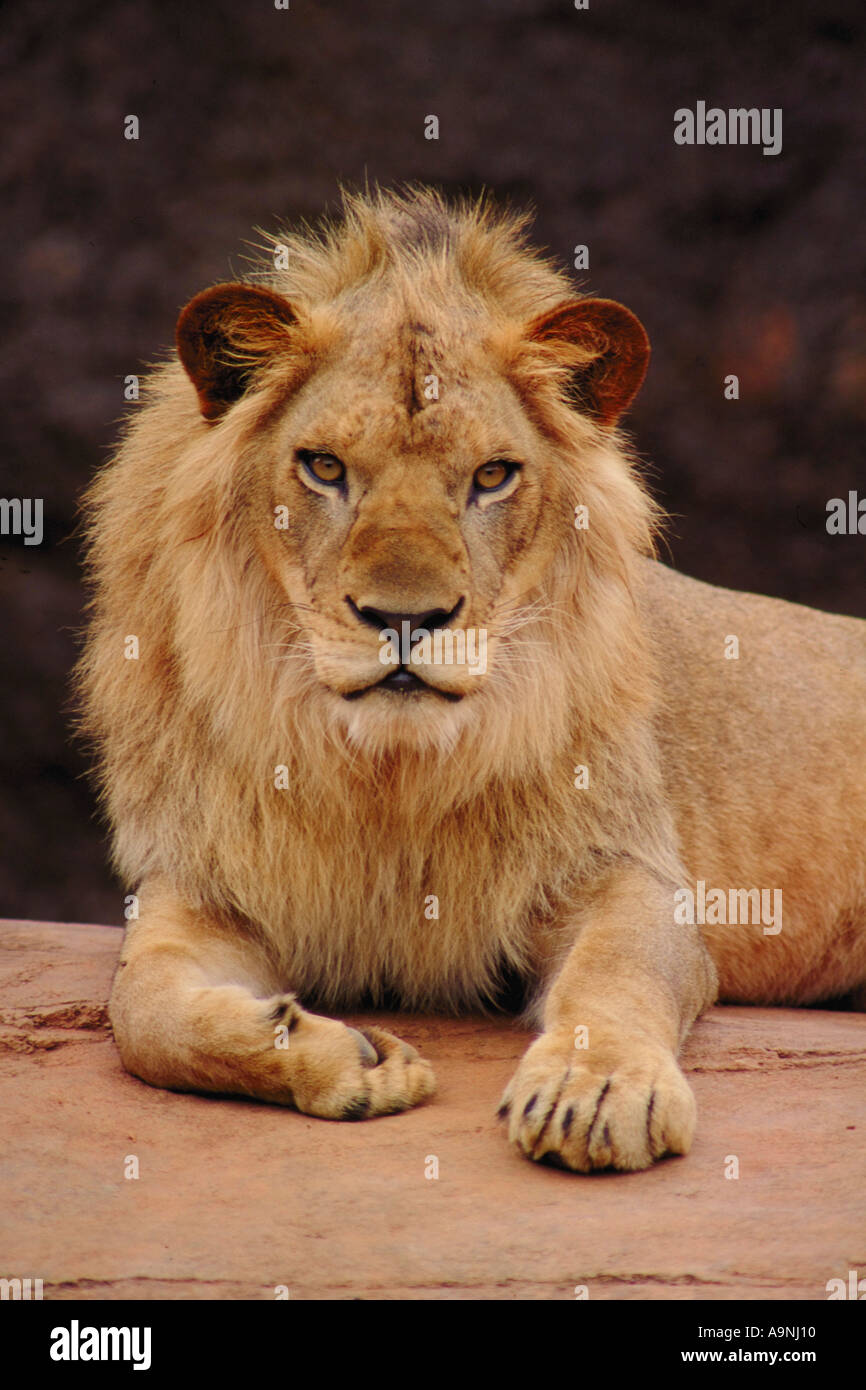 A male lion Leo leo resting in Zoo Atlanta Atlanta GA Stock Photo - Alamy
