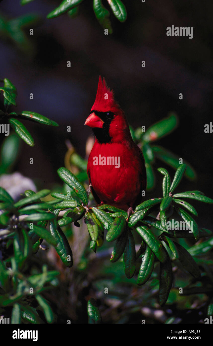 A male Cardinal Cardinalis cardinalis in sub tropical underbrush ...