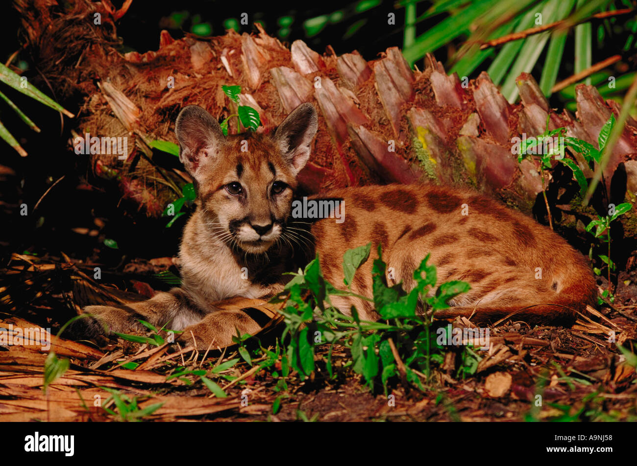 Mountain Lion Felis concolor Florida Panther kitten captive resting in ...