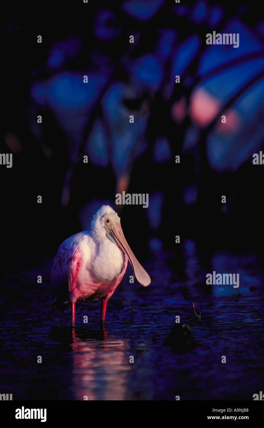 Roseate spoonbill ajaia ajaia red spoonbill hi-res stock photography ...