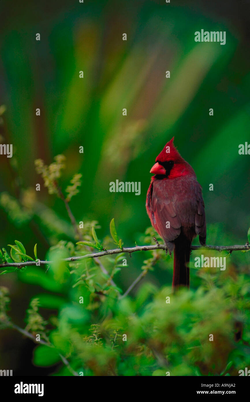 A male Cardinal Cardinalis cardinalis in sub tropical underbrush ...