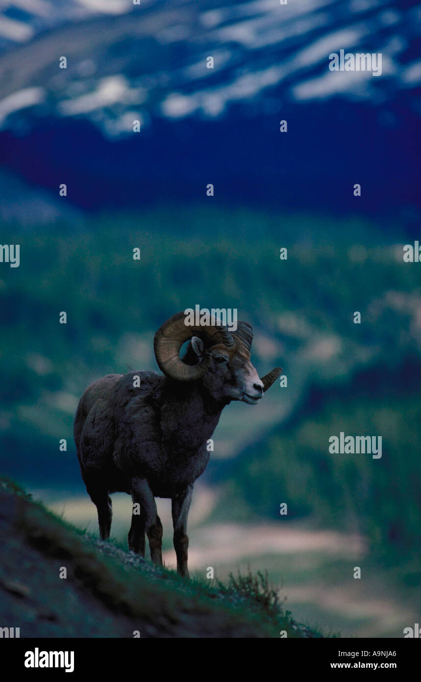 High alpine ram hi-res stock photography and images - Alamy