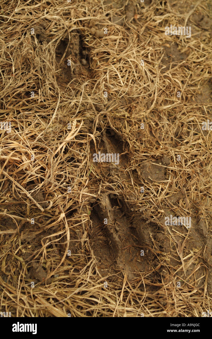 Wildlife tracks identification hi-res stock photography and images - Alamy