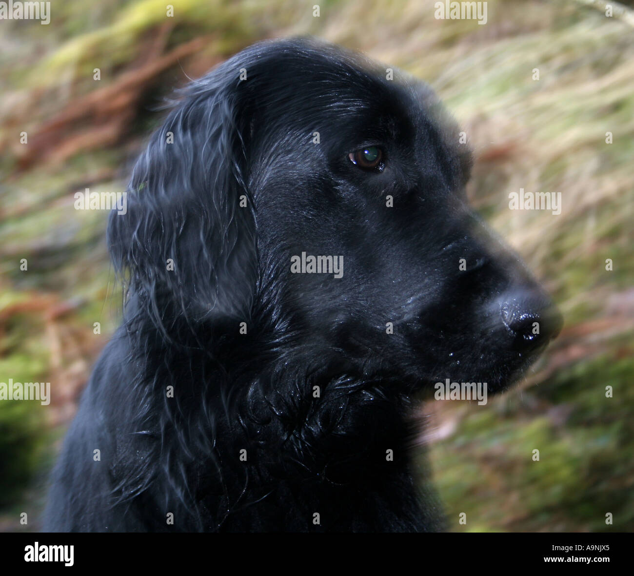 Black flat coated retriever hi-res stock photography and images - Alamy