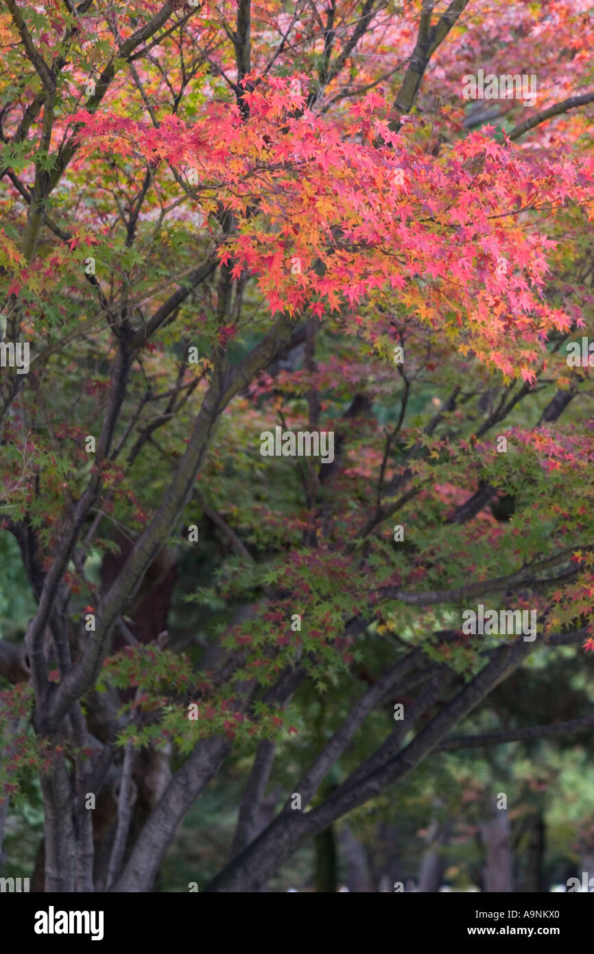 Japanese maple Acer palmatum in autumn colors Kyoto Imperial Park Kyoto ...