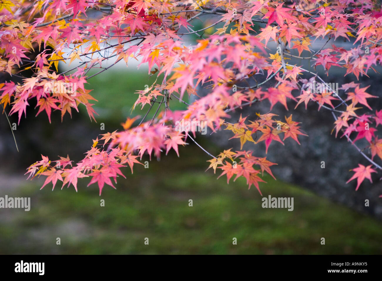 Acer palmatum life cycle change hi-res stock photography and images - Alamy