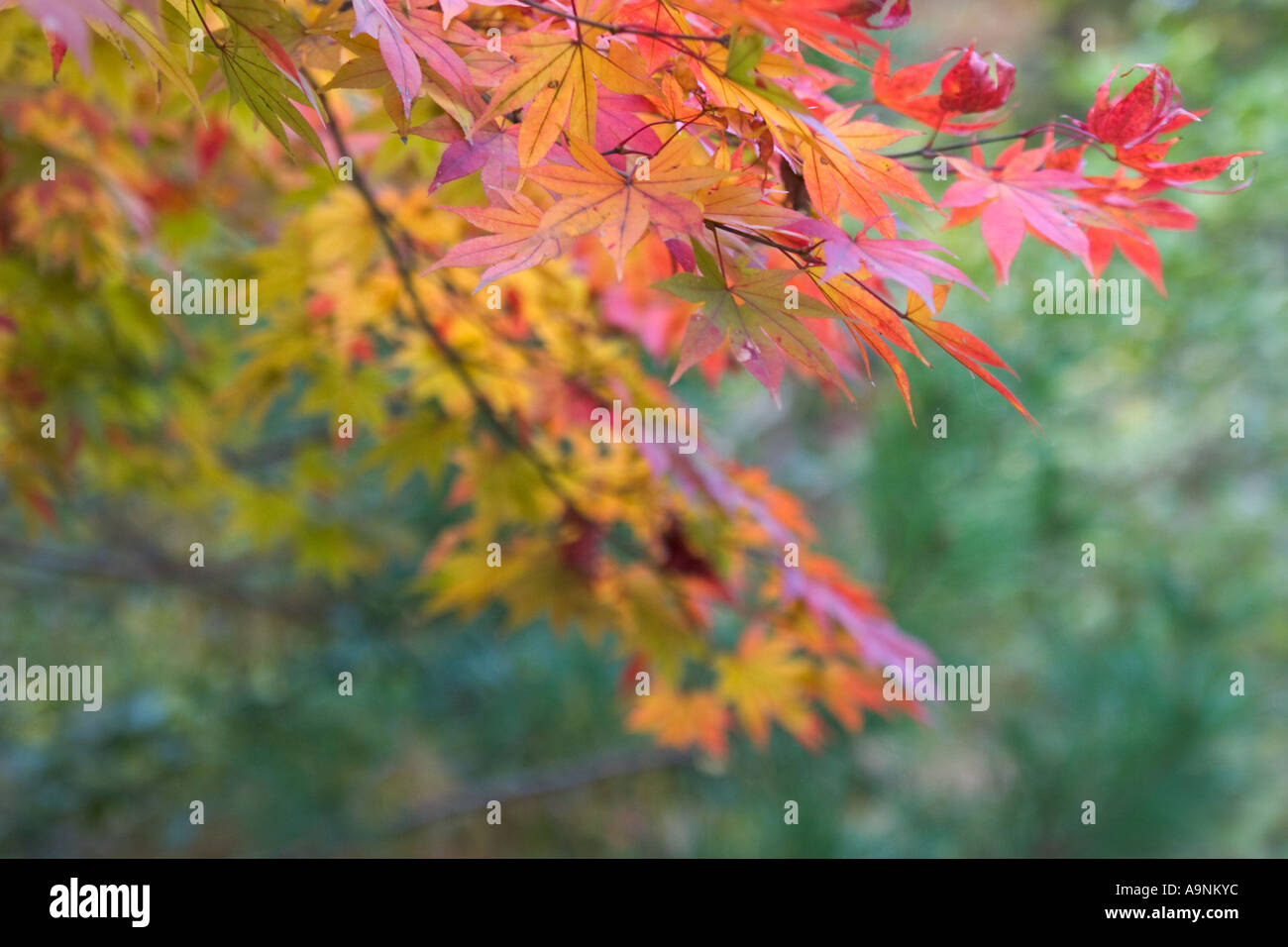 Japanese maple Acer palmatum leaves in autumn colors Kinkakuji Temple ...