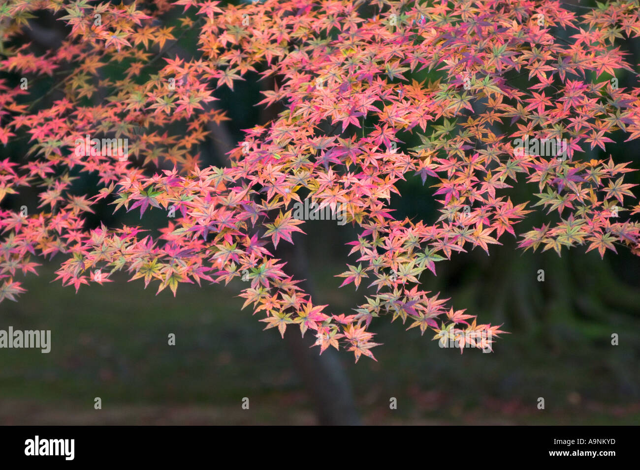Japanese maple (Acer palmatum) leaves in autumn colors, Kinkakuji ...