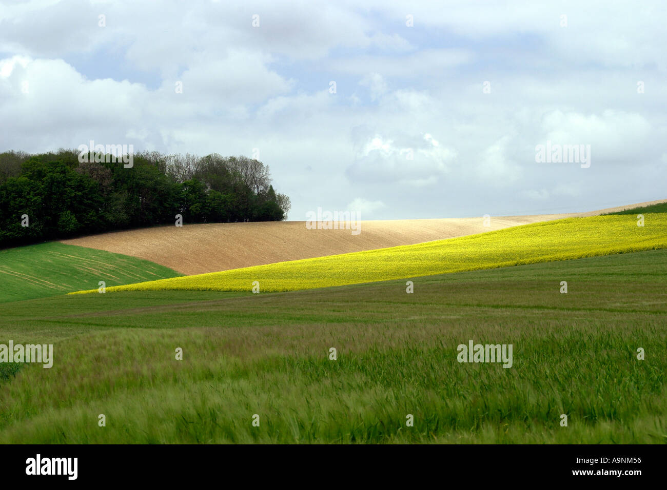 Landscape with fields of different crops Stock Photo - Alamy
