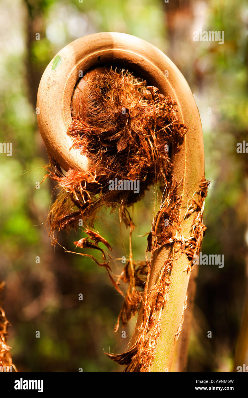 Closeup image of a palm tree frond tightly coiled, showing its skin ...