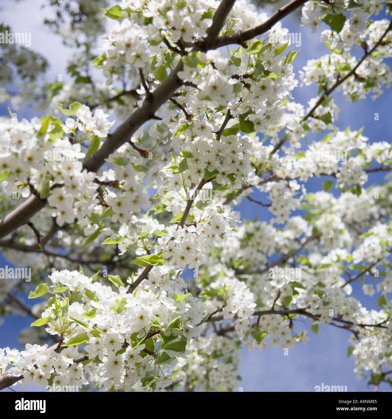 Tree limbs flowering hi-res stock photography and images - Alamy