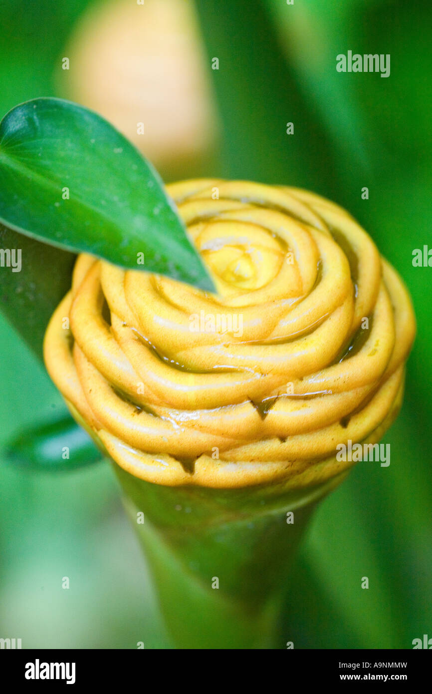 Image looking down at the top of a yellow Beehive Ginger Plant Taken in ...