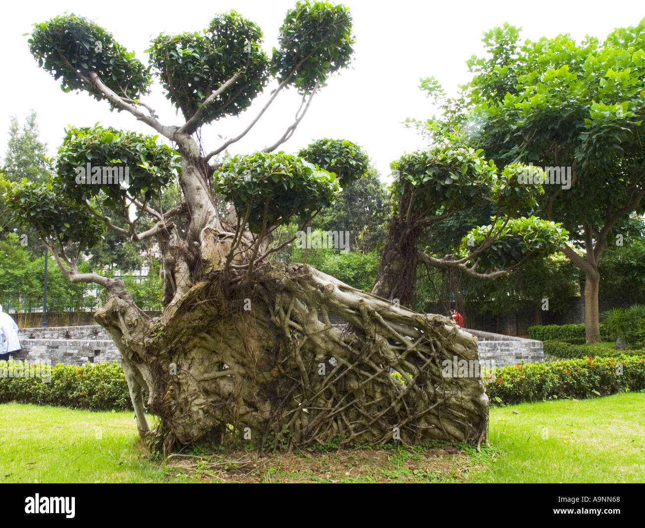 A very old tree Bonsai in Kowloon city park Hong Kong china chinese ...