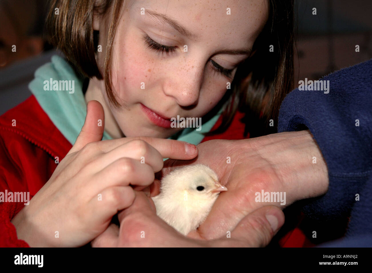 girl stroking a baby chick Stock Photo - Alamy
