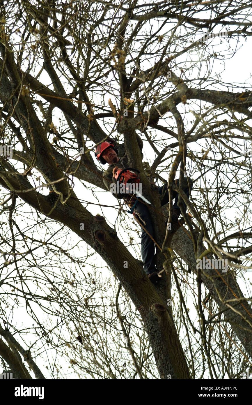 Tree surgeon working in an Ash tree. Southern England United Kingdom UK ...