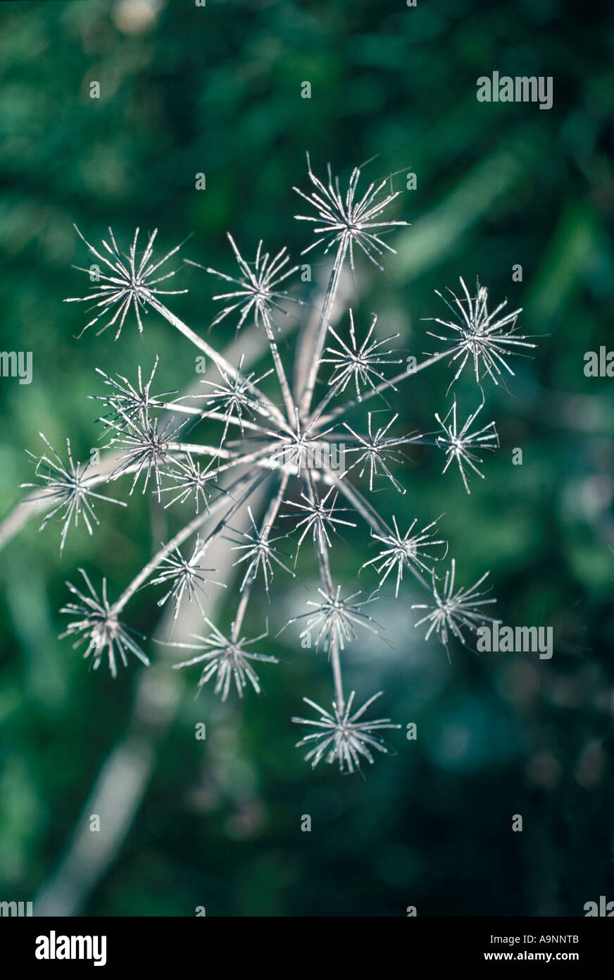 Snowflakeplant hi-res stock photography and images - Alamy