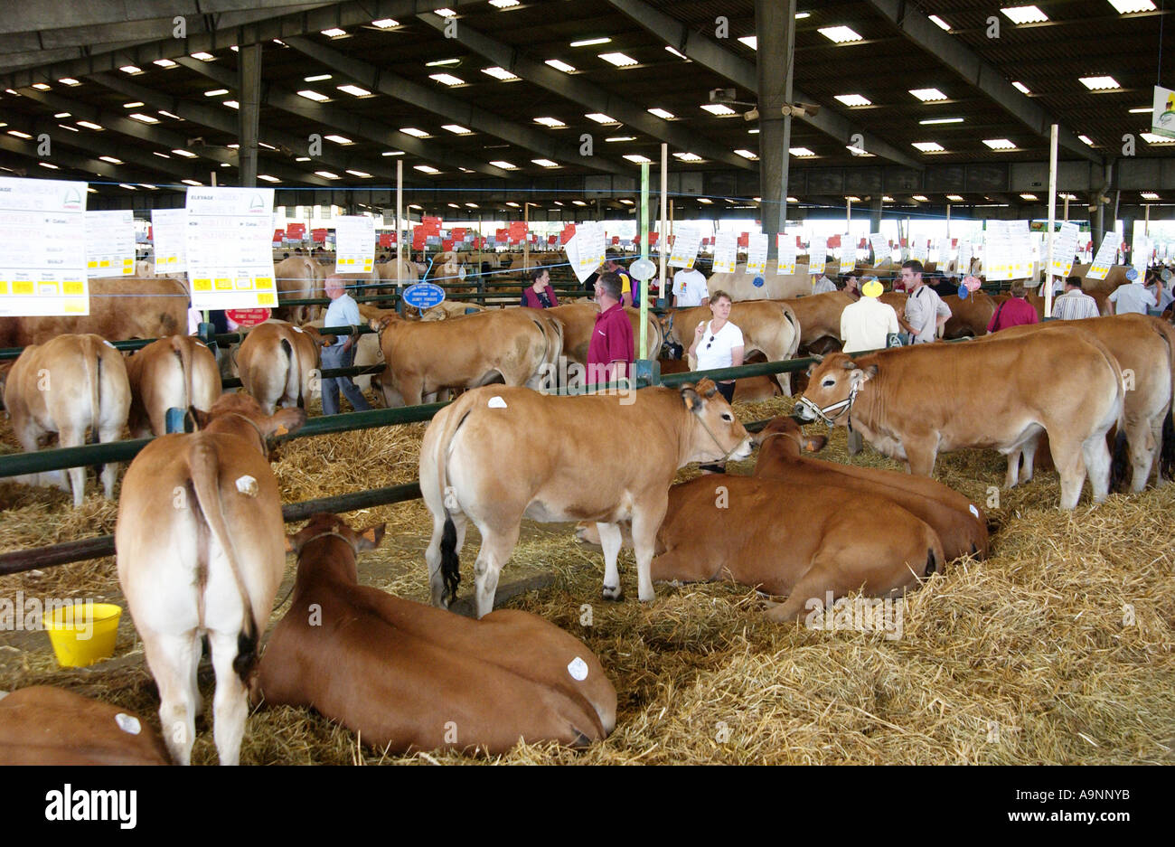 Parthenaise cattle hi-res stock photography and images - Alamy