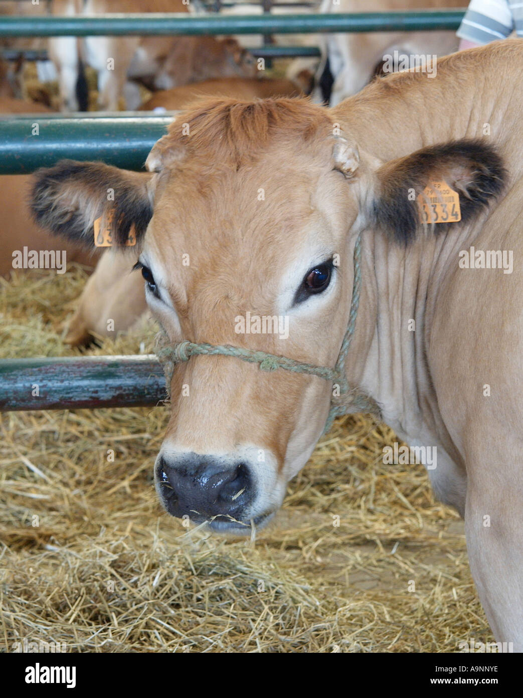 Parthenaise Cattle High Resolution Stock Photography and Images - Alamy