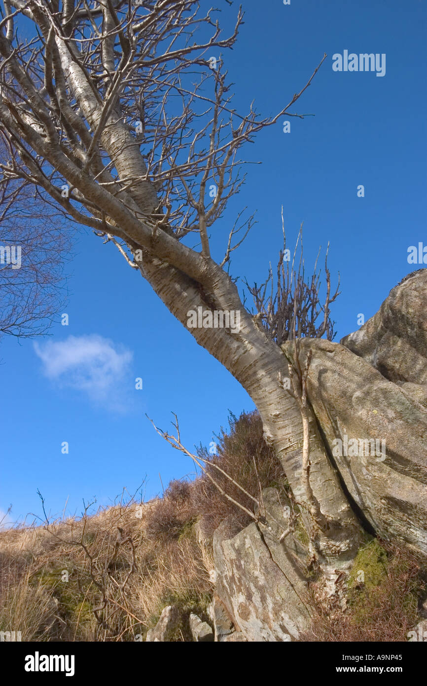 Silver Birch tree growing in rock Stock Photo - Alamy