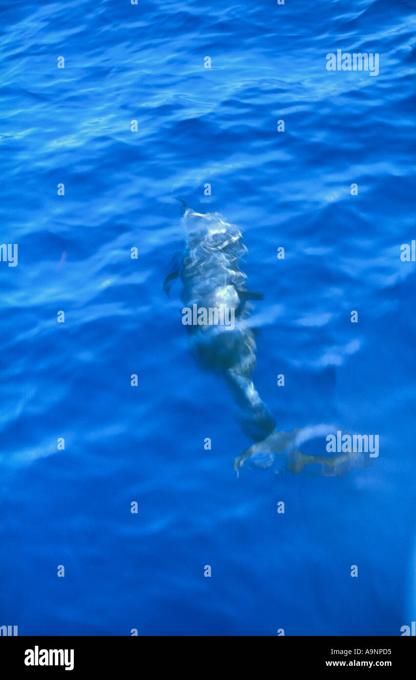 Dolphin in Indian Ocean Stock Photo - Alamy