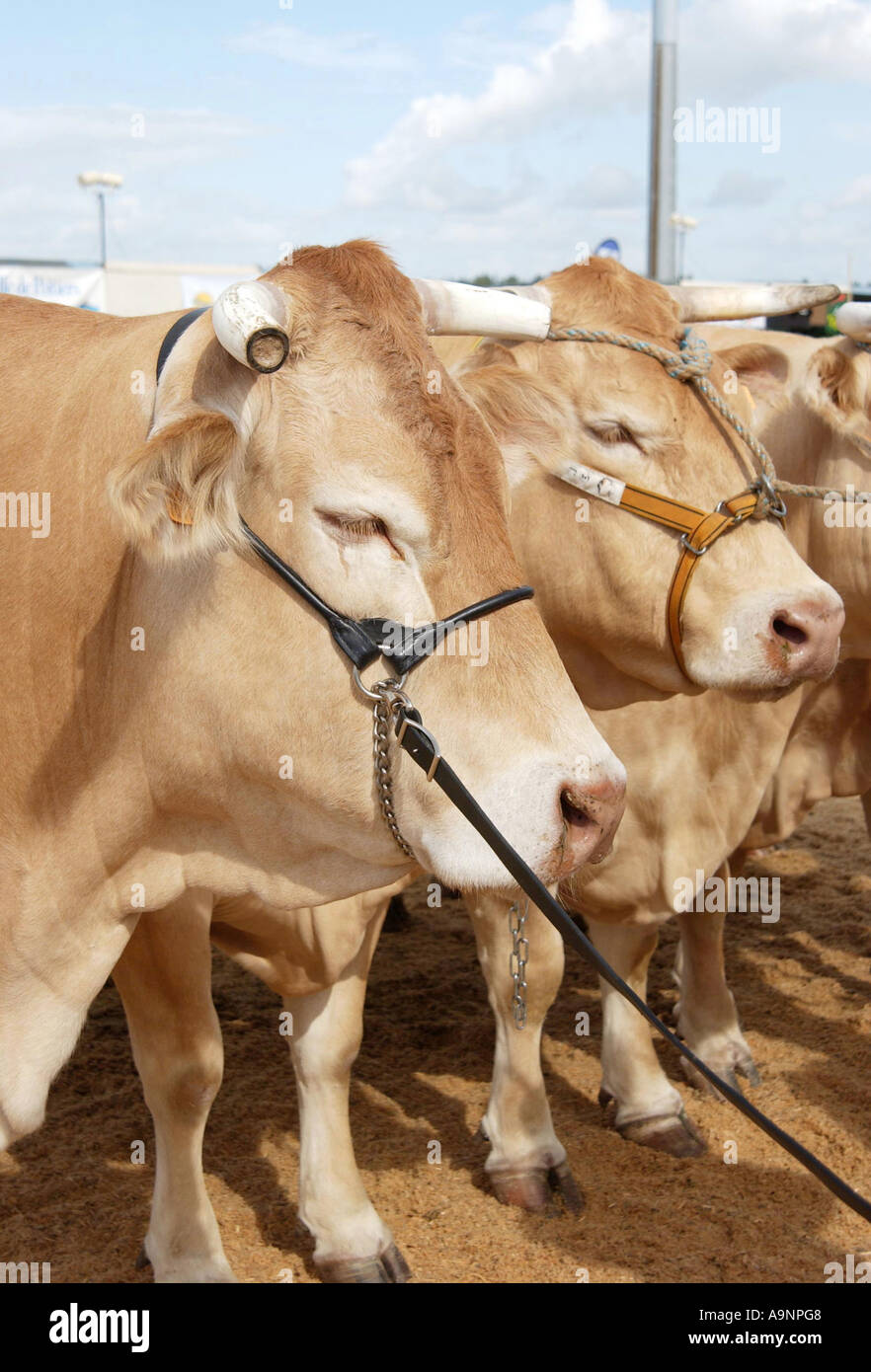 Parthenaise cattle hi-res stock photography and images - Alamy