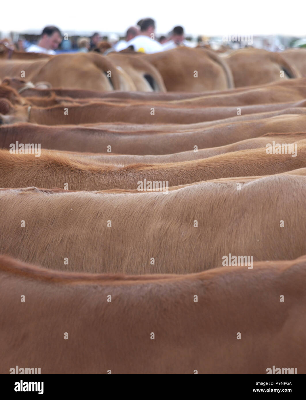 Parthenaise cattle hi-res stock photography and images - Alamy